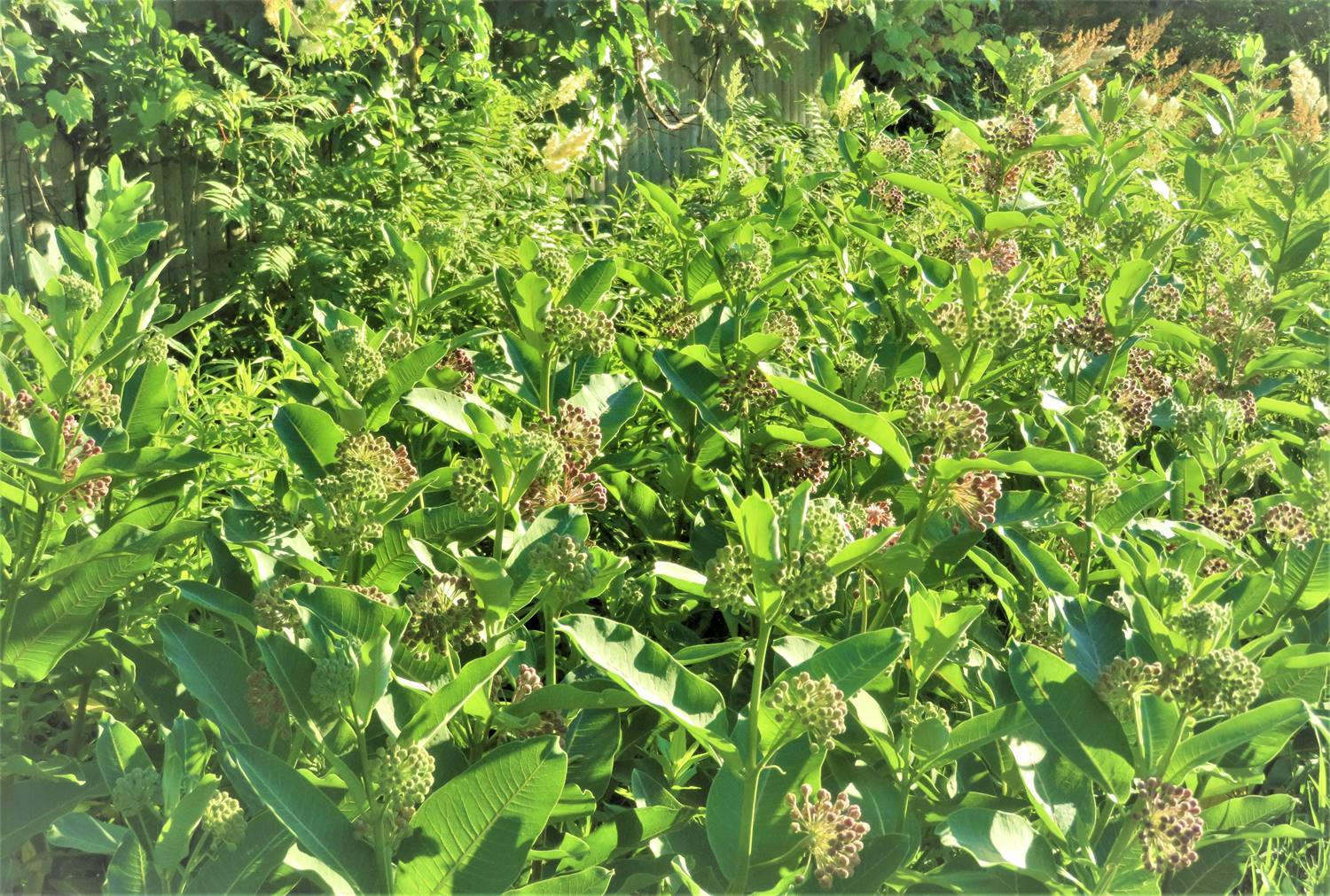 Butterfly gardens are thriving in River Hills | A Wealth of Nature A ...