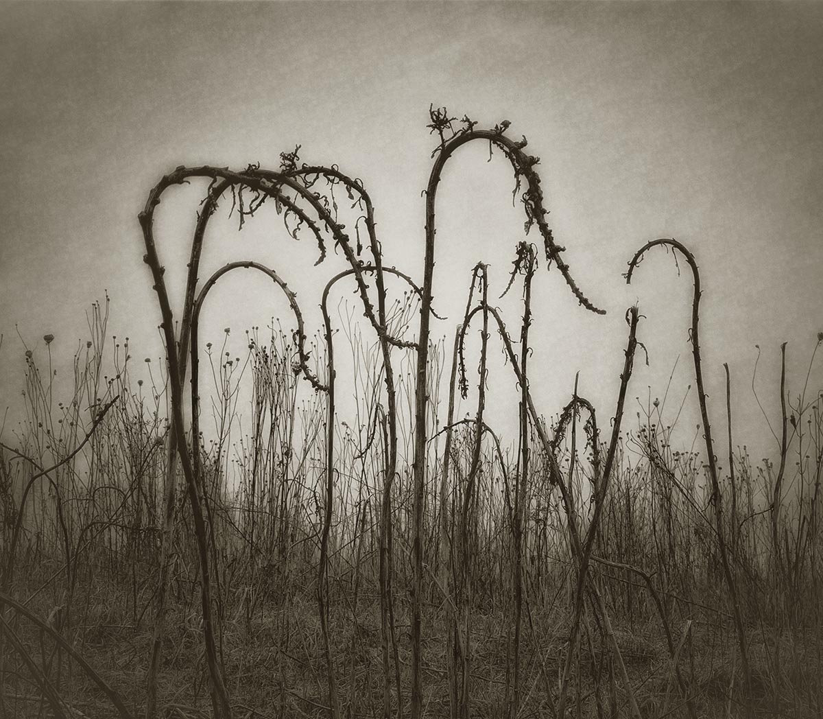 Vicki Reed: Artist in Residence at Forest Beach Migratory Preserve | A ...