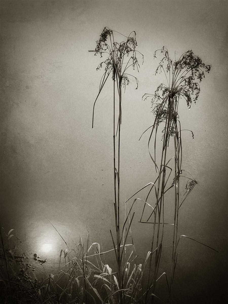 Vicki Reed: Artist in Residence at Forest Beach Migratory Preserve | A ...