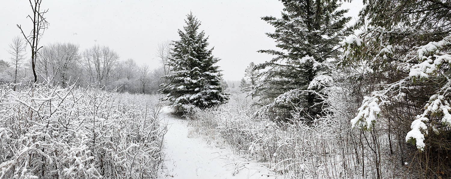 A magical morning on the Forked Aster Trail! | A Wealth of Nature A ...