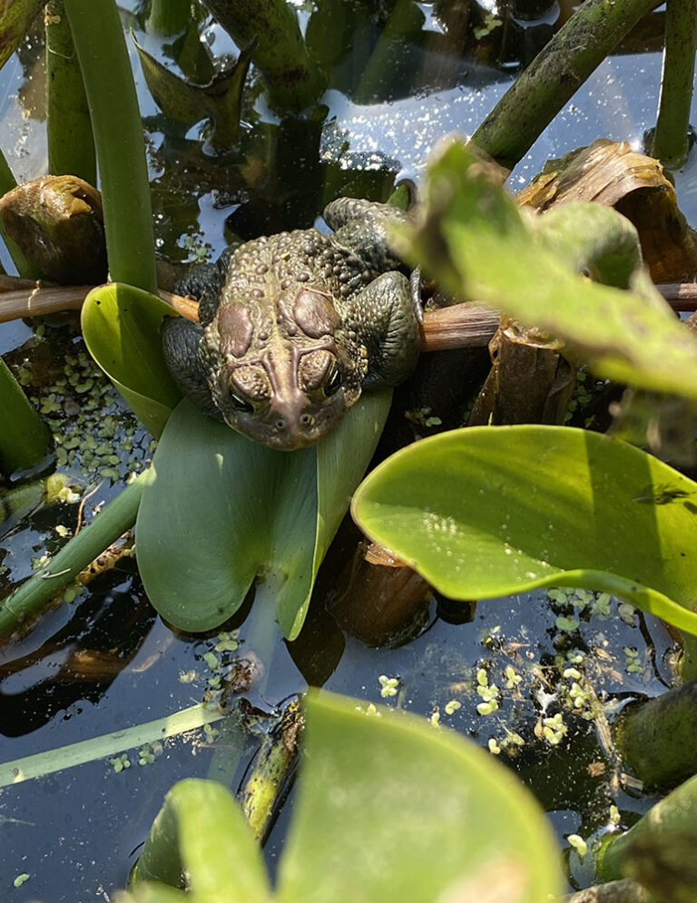 Vernal and Ephemeral: These Ponds Are Essential Habitats! | A Wealth of ...