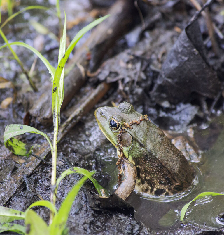 Vernal and Ephemeral: These Ponds Are Essential Habitats! | A Wealth of ...